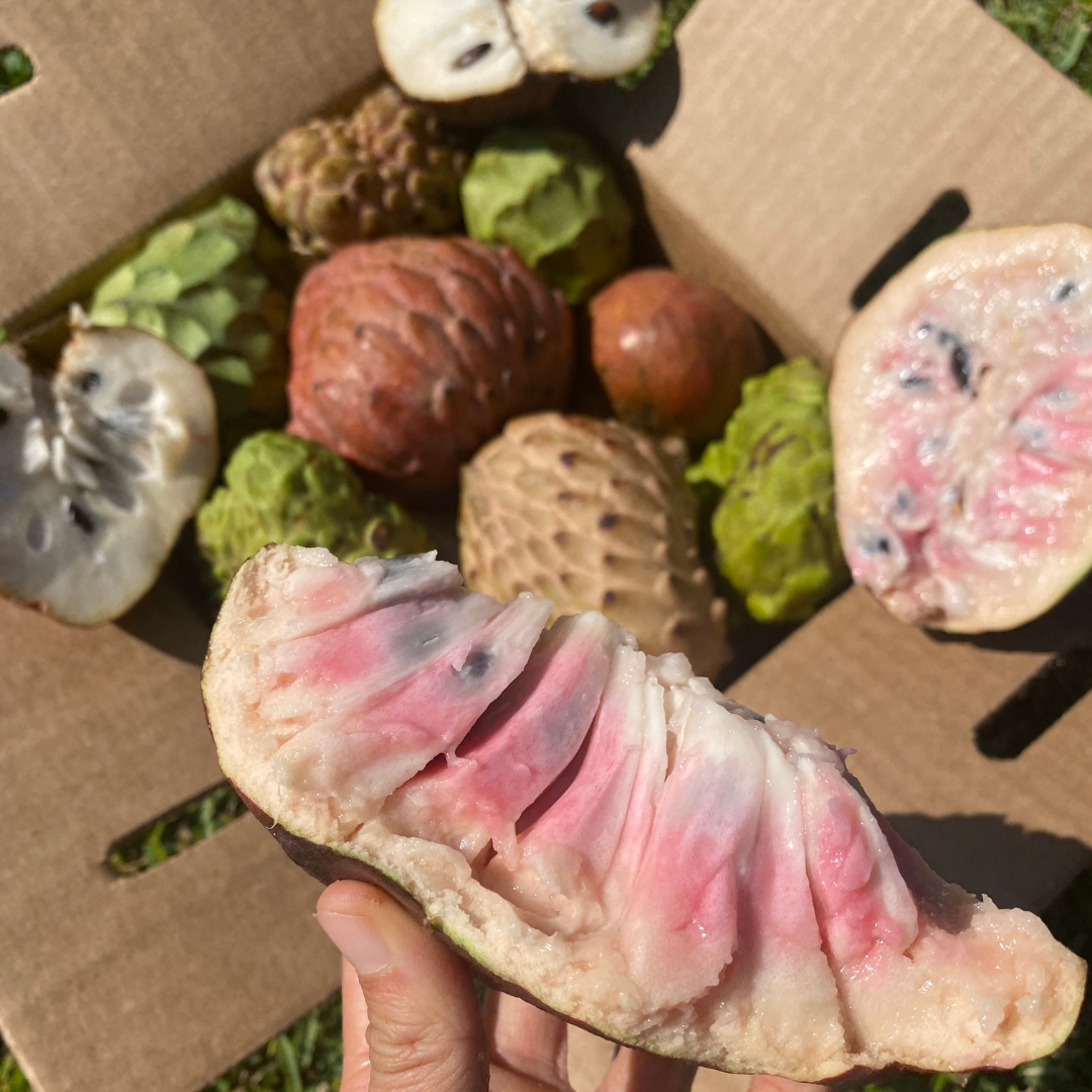 Annona Variety Box available now – Miami Fruit