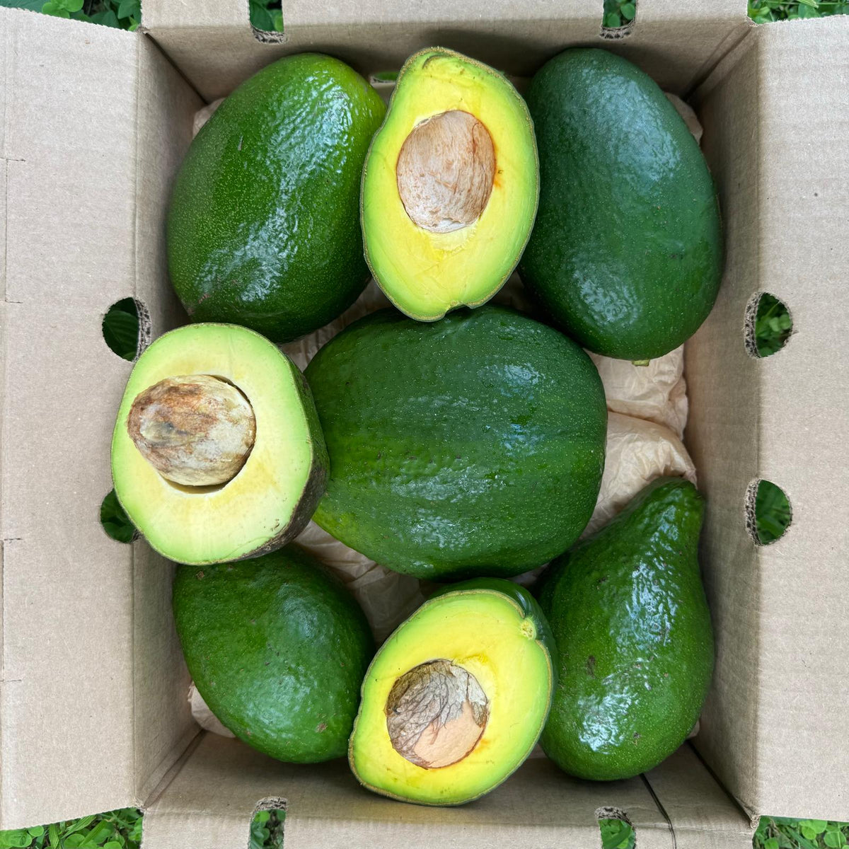 Fresh Florida Avocado Season is peaking 😍 🥑 – Miami Fruit