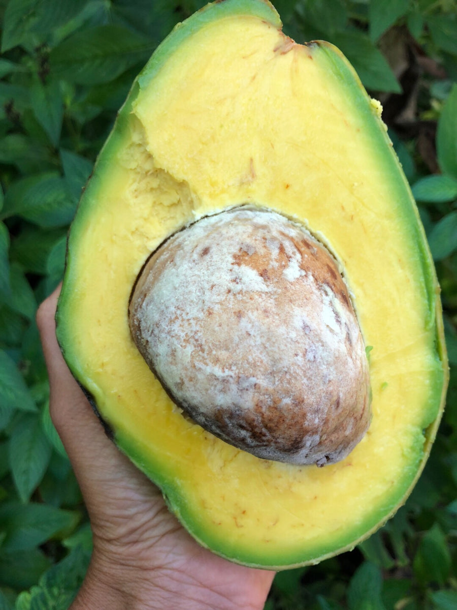 Fresh Florida Avocado Season is peaking 😍 🥑 – Miami Fruit
