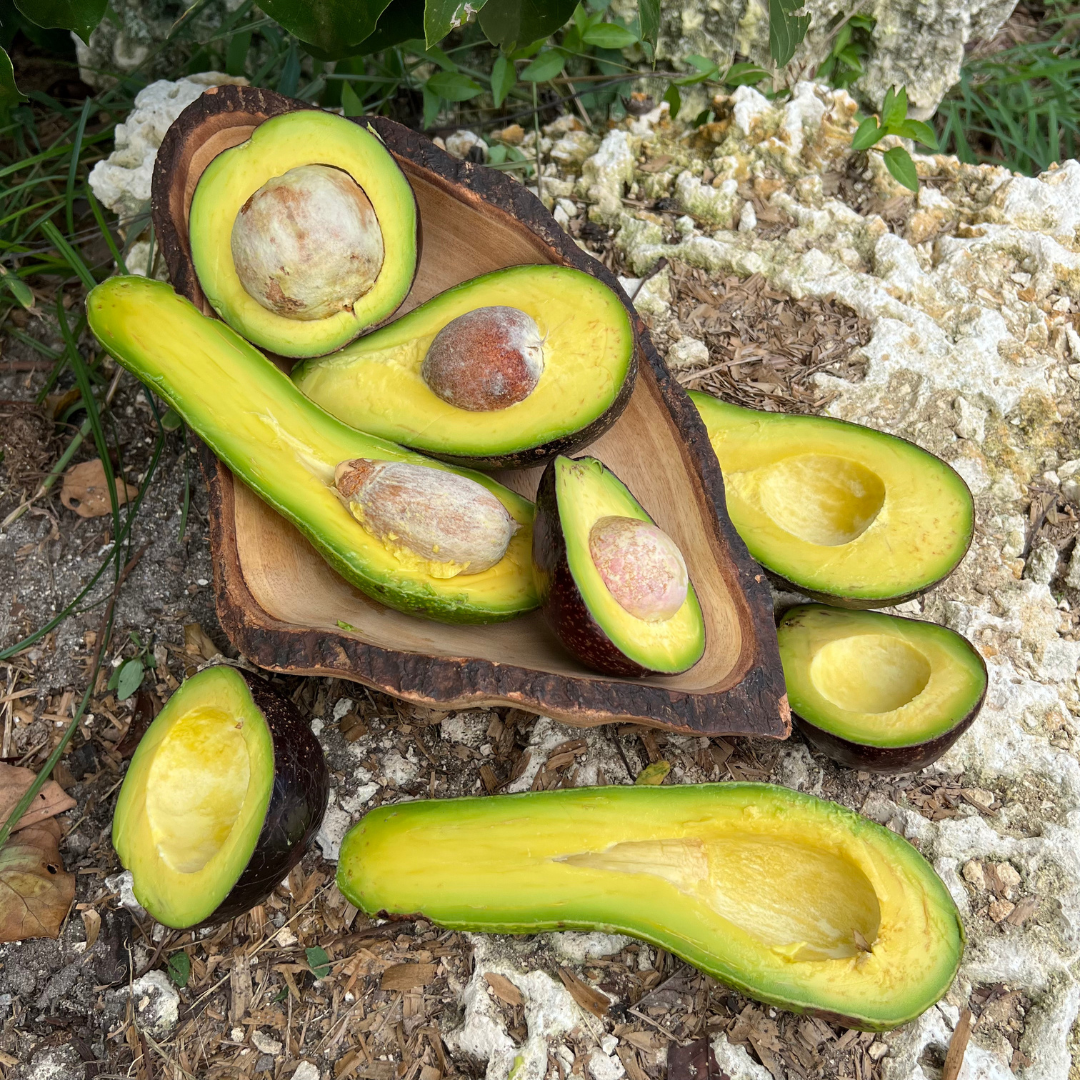 Florida Grown Avocados 🥑 Available Now! 😋 – Miami Fruit