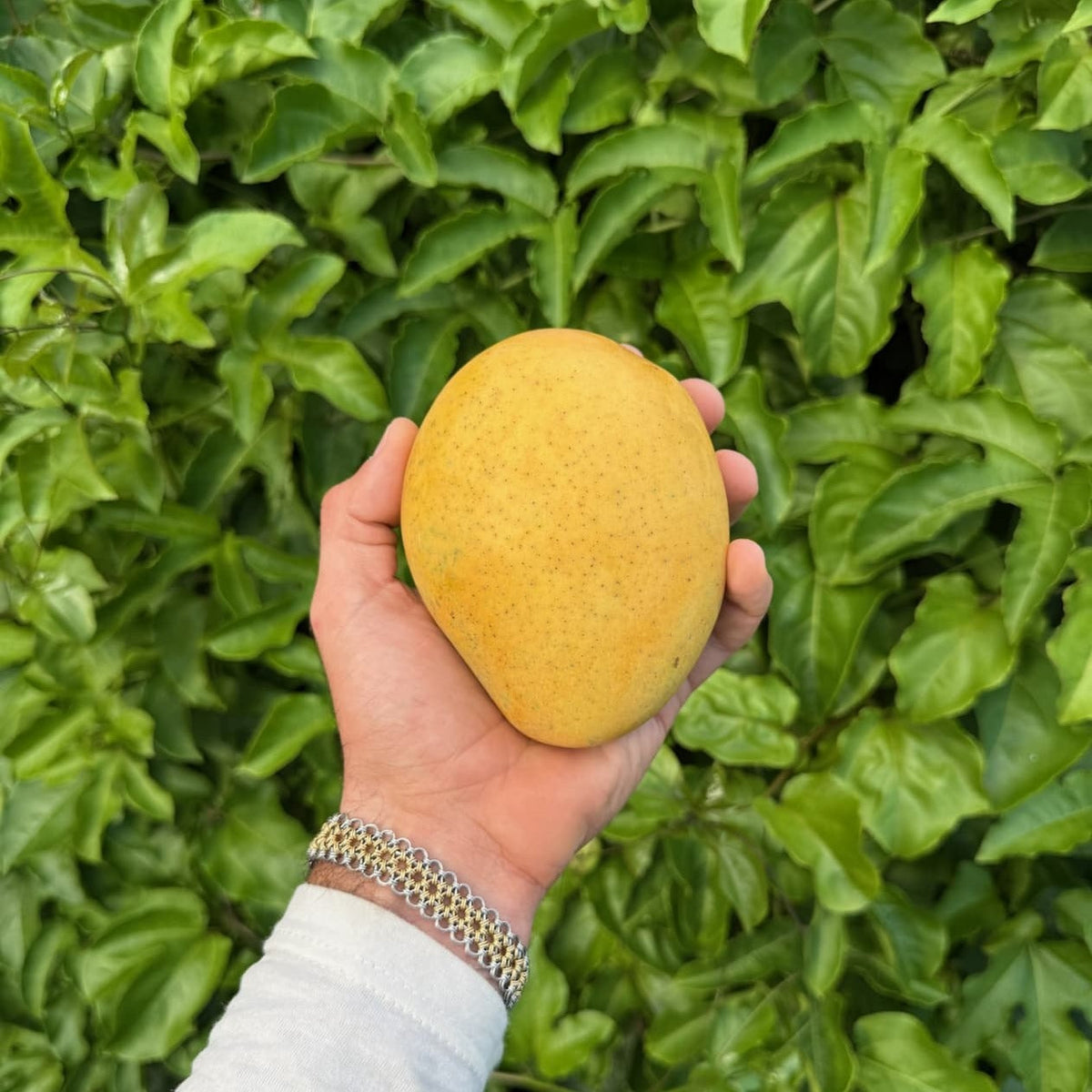Mango Lovers: Check Out Our Newest Addition🥭 – Miami Fruit