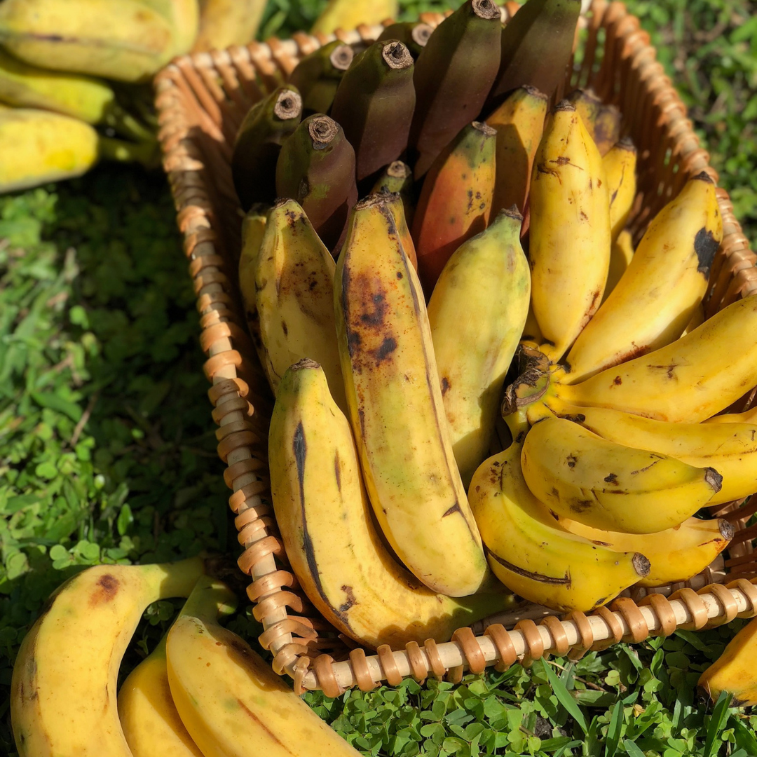 Happy National Banana Day 🍌 25% Off Today Only! – Miami Fruit