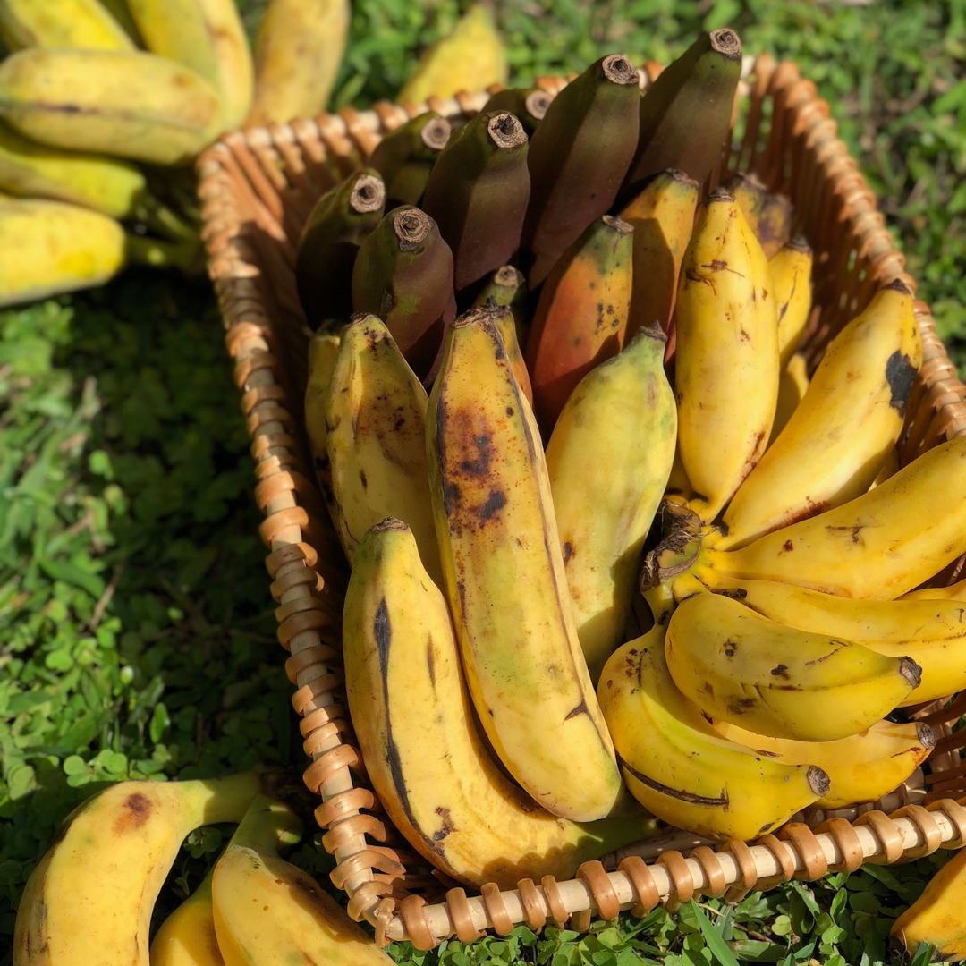 Banana Variety Box Sale + FREE Shipping 🍌 – Miami Fruit