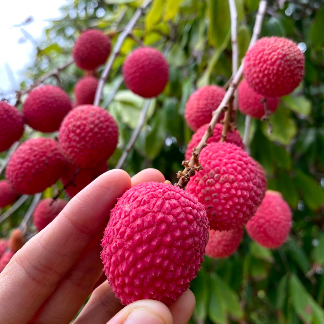 Brewster Lychees shipping next week! 🍒 – Miami Fruit