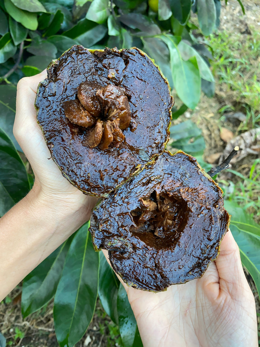 Black Sapote season is winding down 🌳⬇️ – Miami Fruit