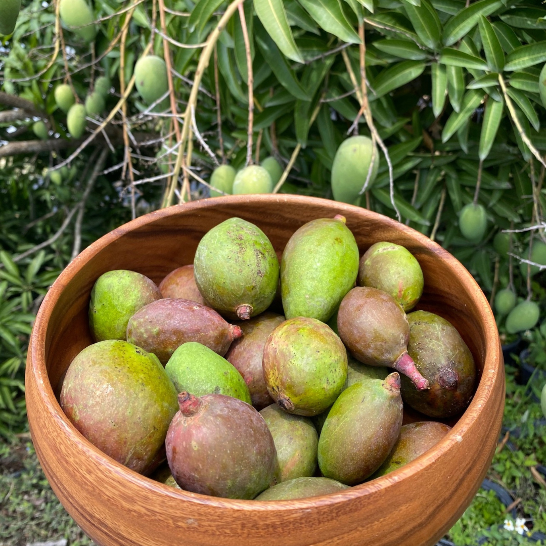 Limited Harvest of Baby Green Mangoes 🥭 Available now! – Miami Fruit