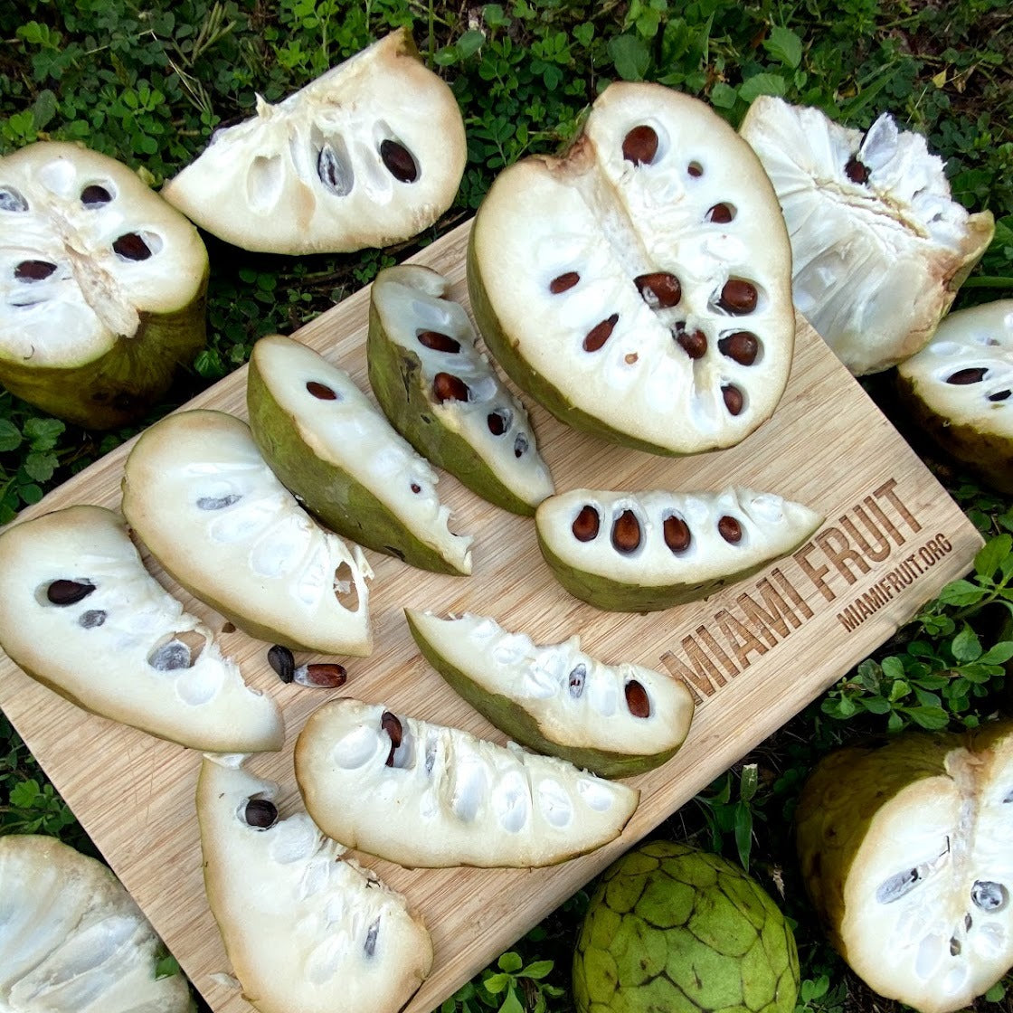 💚 Fruit of the Week: Cherimoya! 💚 – Miami Fruit