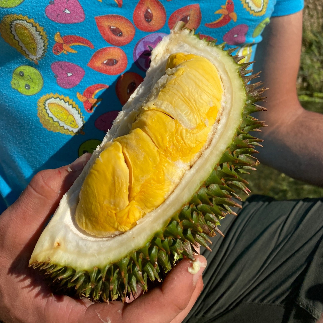 🏆 D101 Durian Has Landed – Get Yours NOW! – Miami Fruit