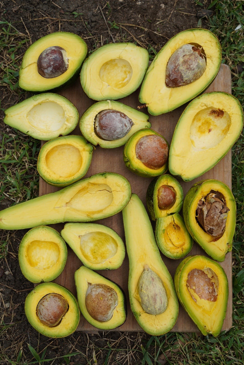 🥑Avocado SALE! $10 off avos 😍We've got some epic varieties 💚 – Miami Fruit