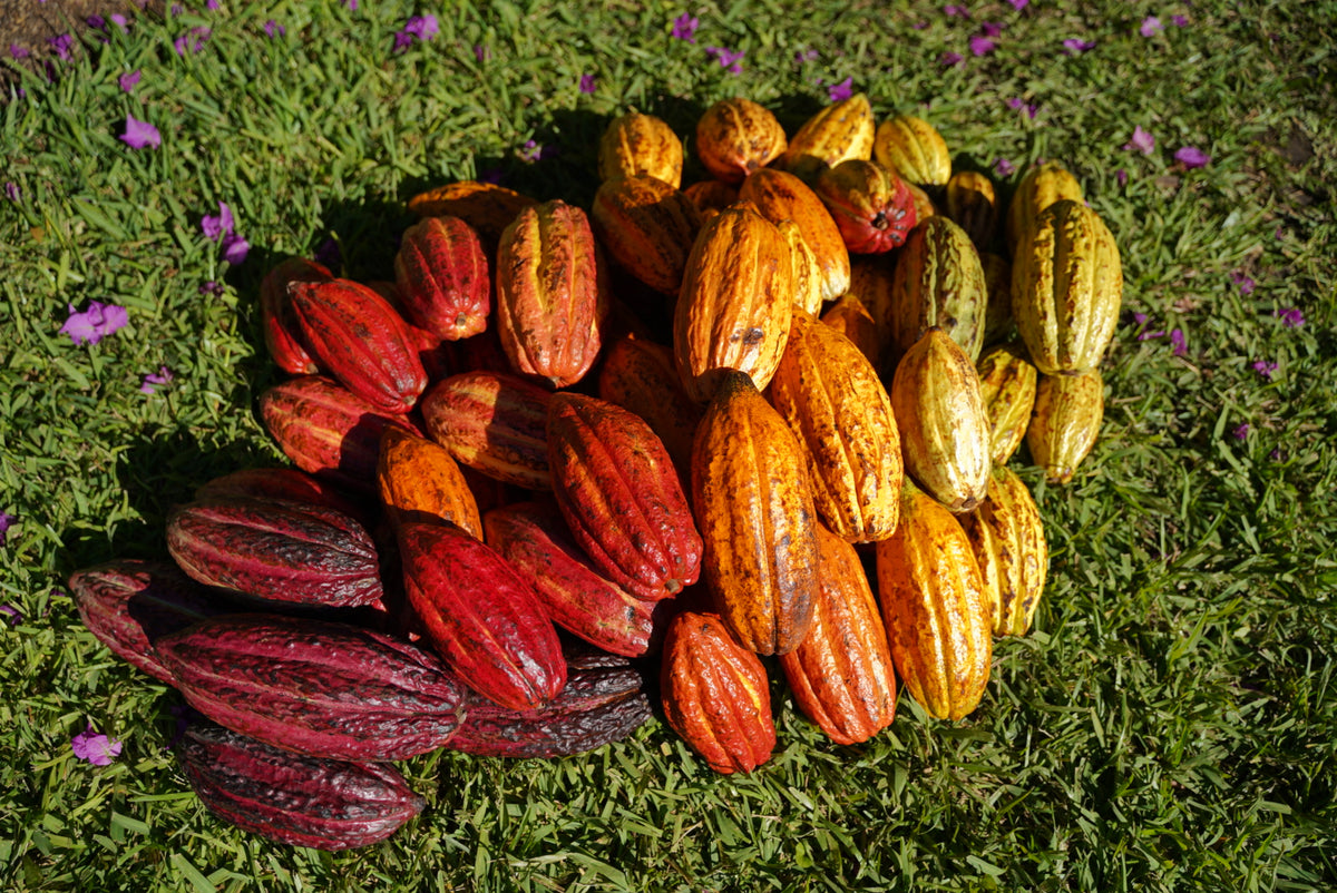 🌈 Rainbow Cacao Box available this week! 🍫 – Miami Fruit