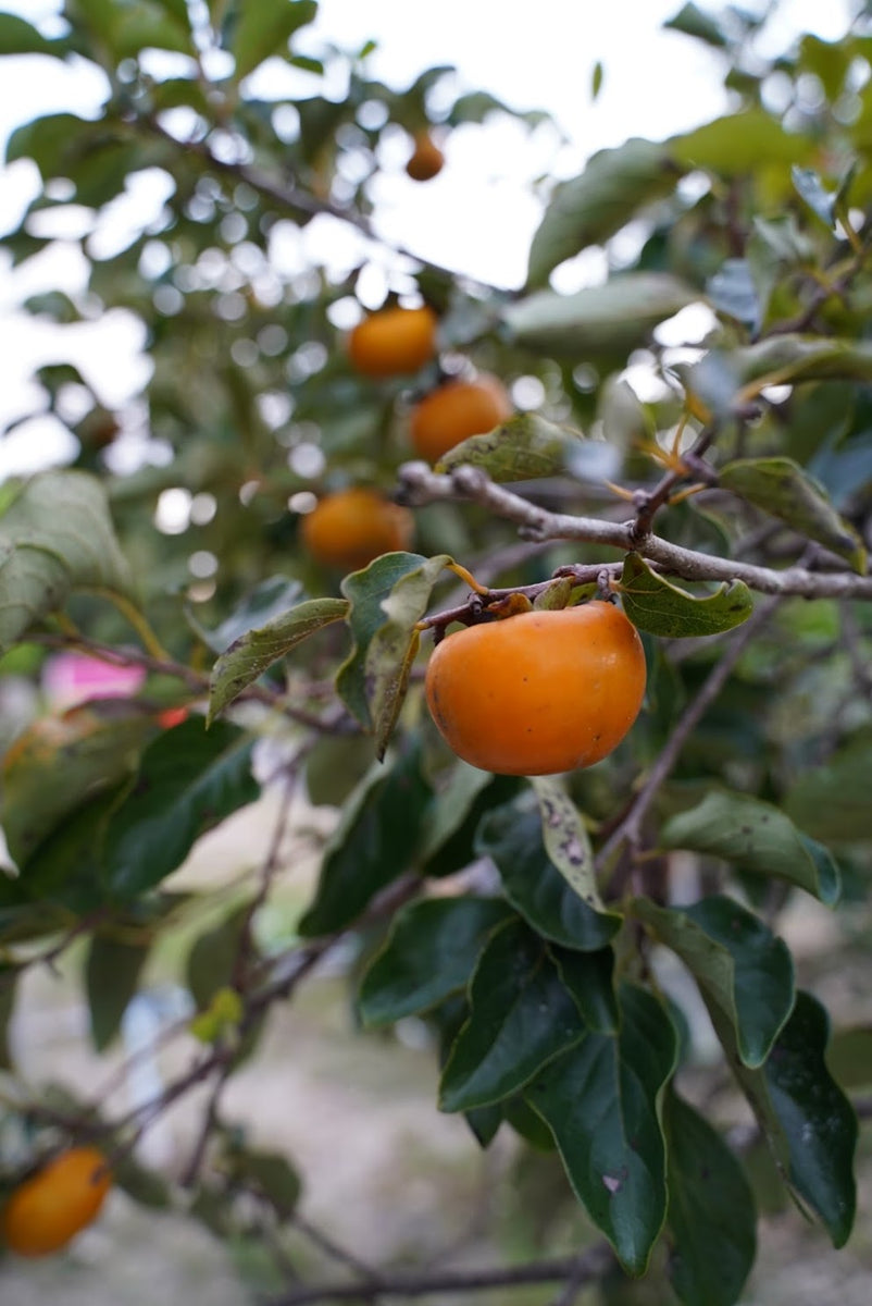 50% off Persimmon FLASH SALE ⚡️ – Miami Fruit