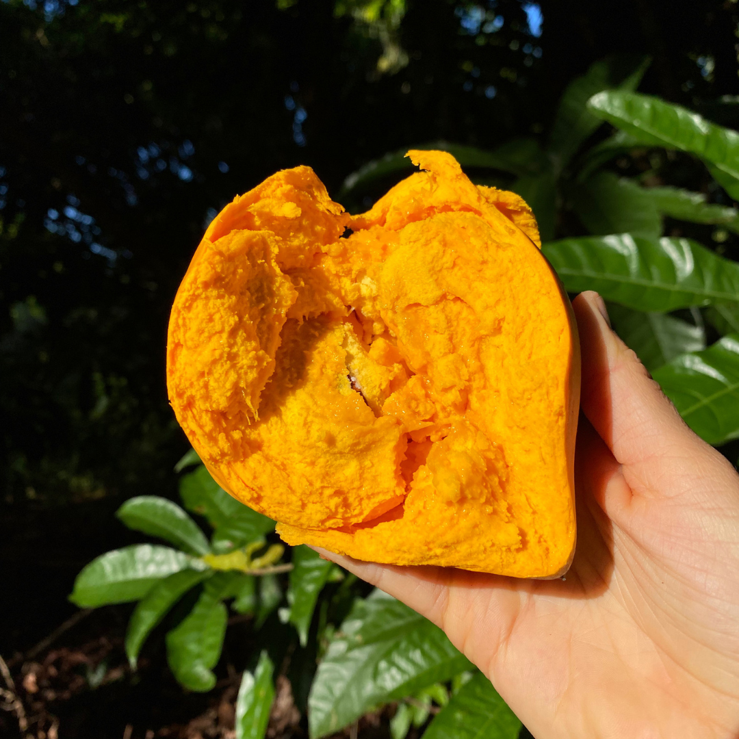 💛 Fruit of the Week: Eggfruit! 💛 – Miami Fruit