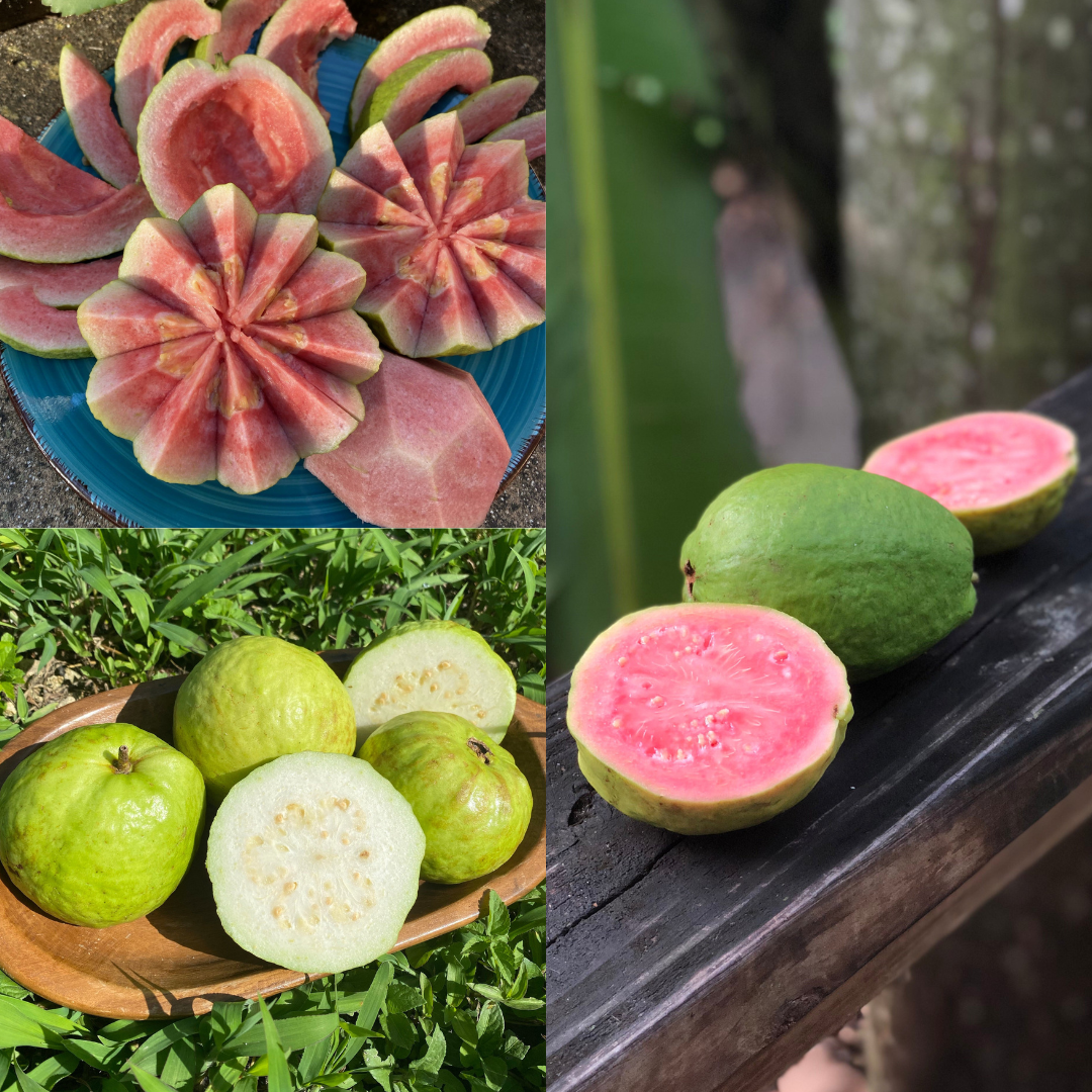 Watermelon. White. Pink. Which Guava Wins? – Miami Fruit