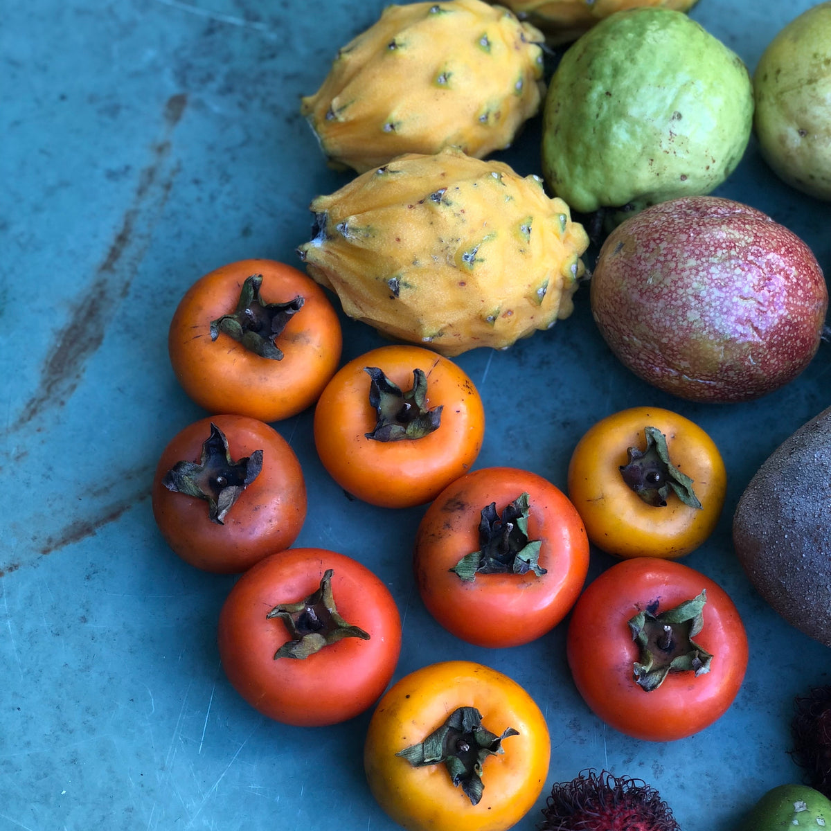 Mid October Harvest Update 🌈 – Miami Fruit
