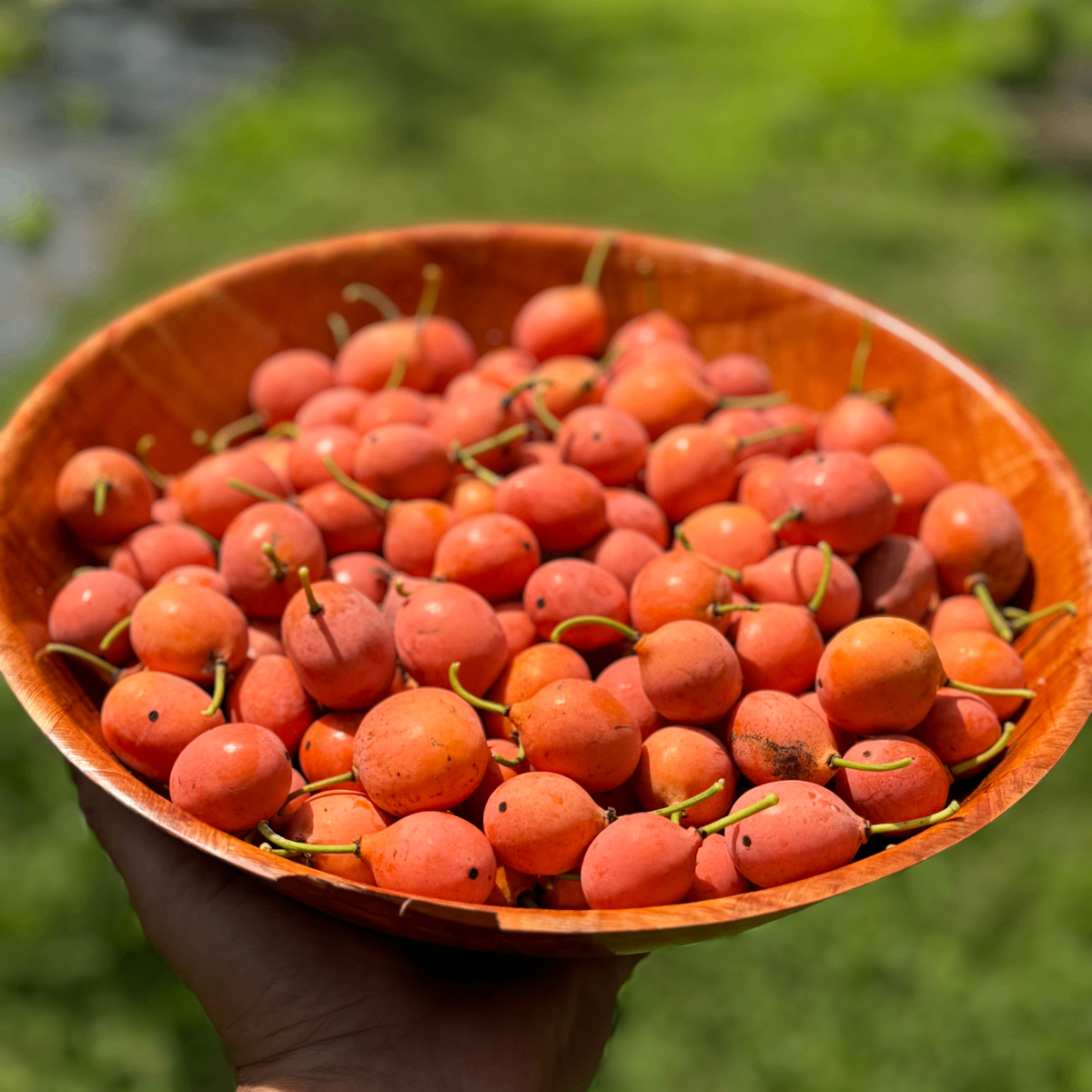 Imbe is in season now for a limited time! 🧡 – Miami Fruit