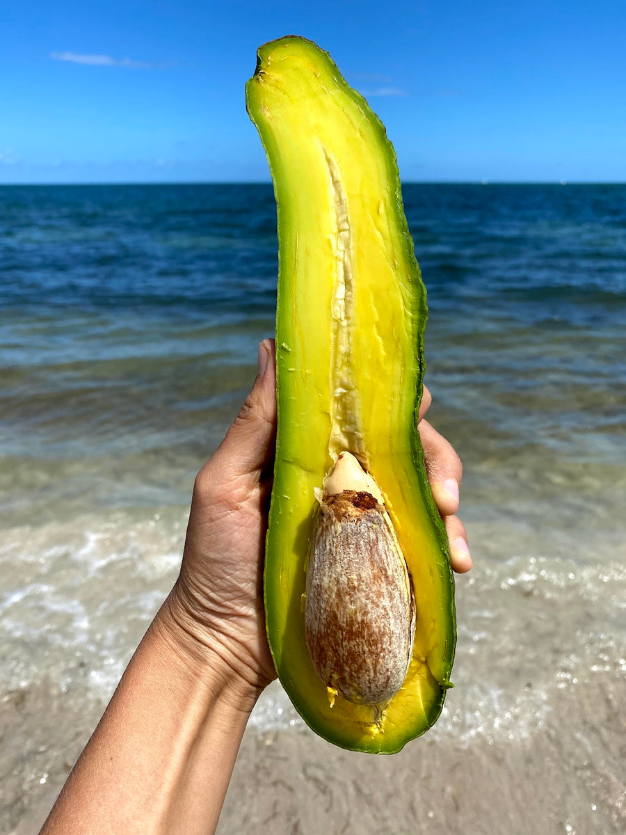 Long Neck Avocados are back! 🦒 – Miami Fruit
