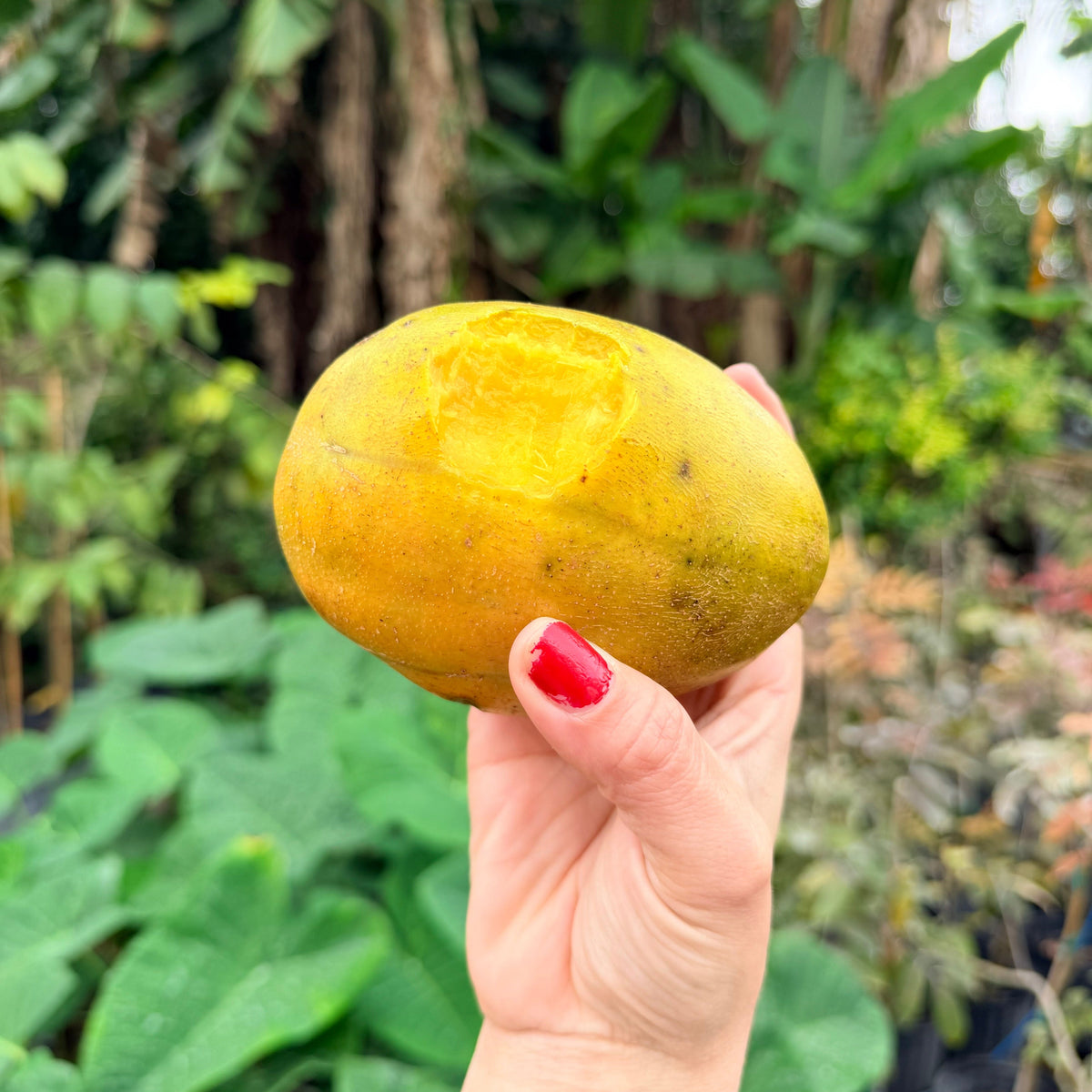 JUMBO June Plums available now for a limited time 🤩 – Miami Fruit