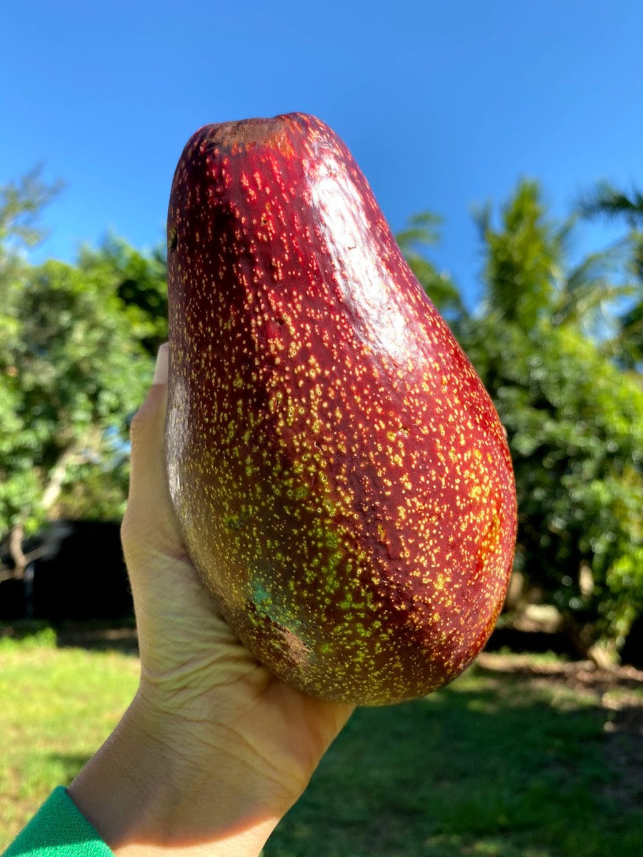 Red Avocado now in Season 🥑 – Miami Fruit