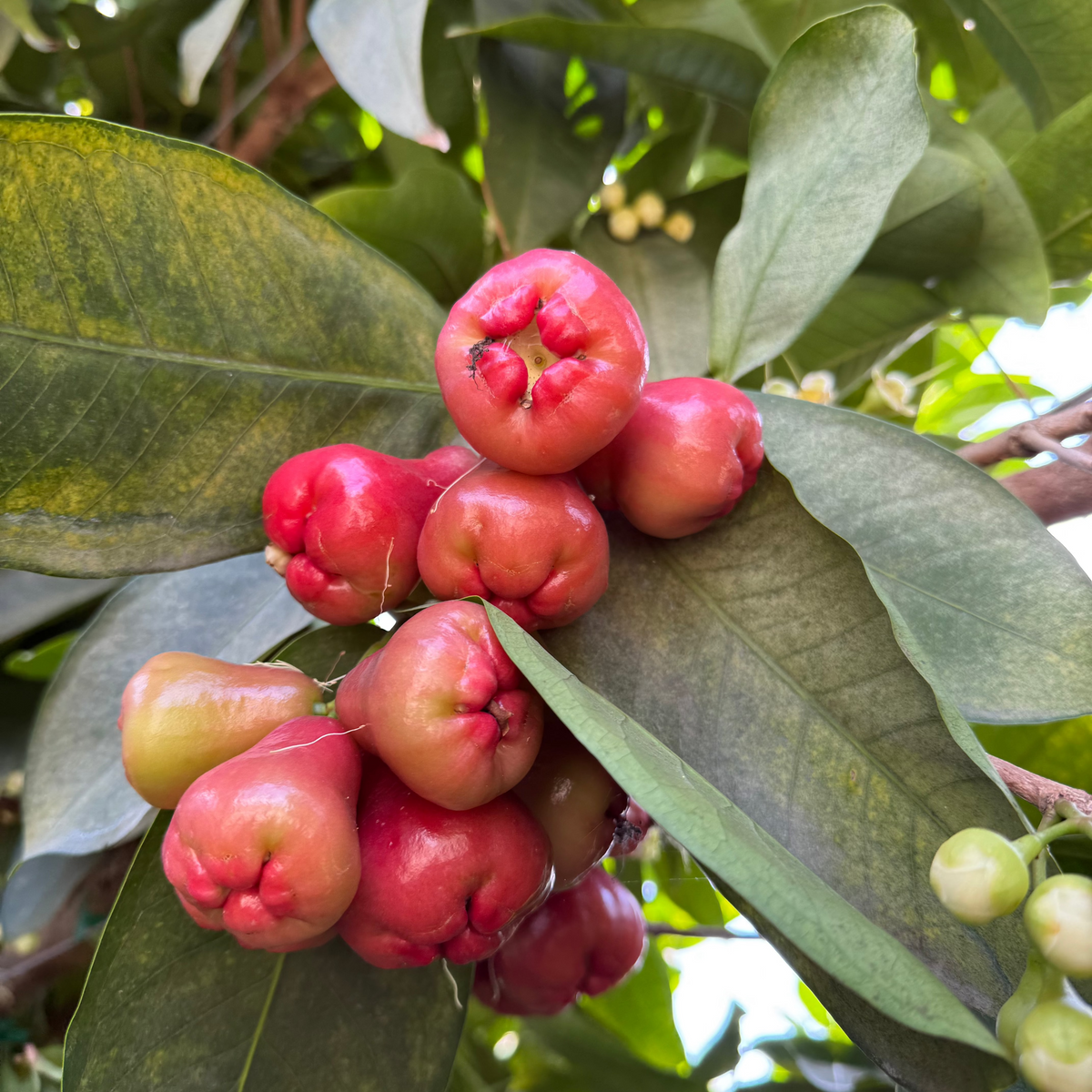 Wax Jambu is in season 🌹 – Miami Fruit