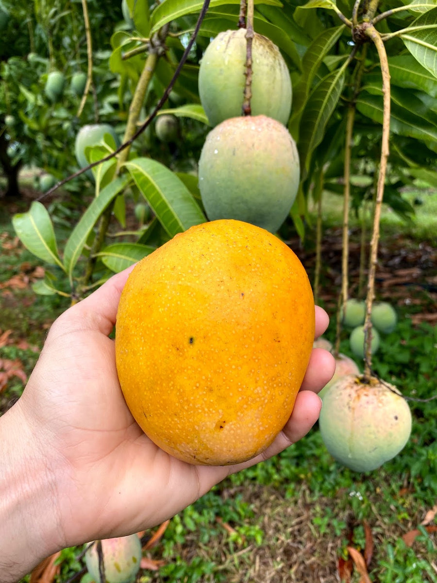 Mango Season is in Full Swing 🥭 – Miami Fruit