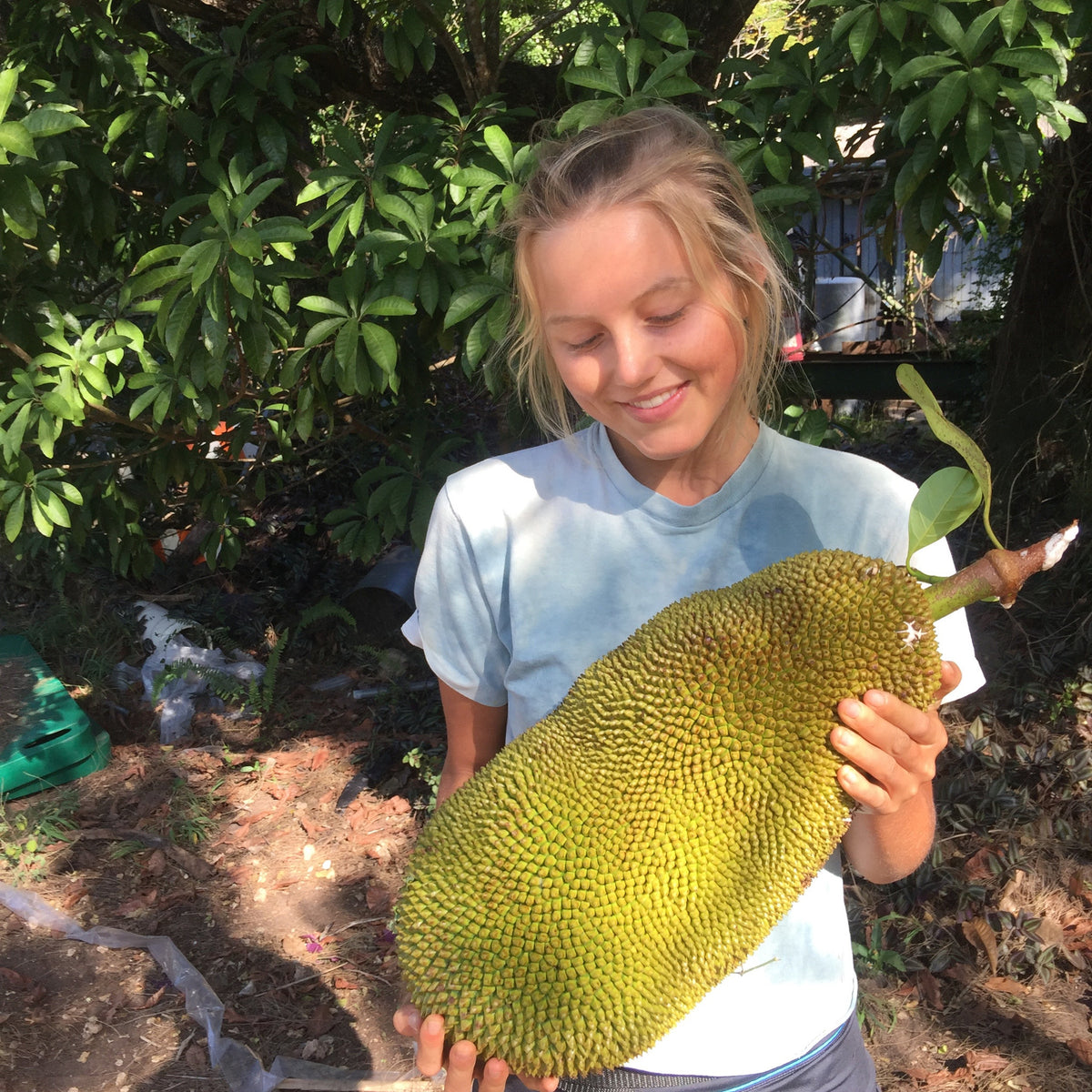 🎉Jackfruit Party Time! + End of March Harvest Update! – Miami Fruit