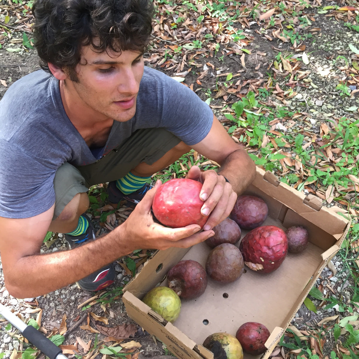 🌸MAY HARVEST UPDATE | Custard Apple Abundance 💕 – Miami Fruit