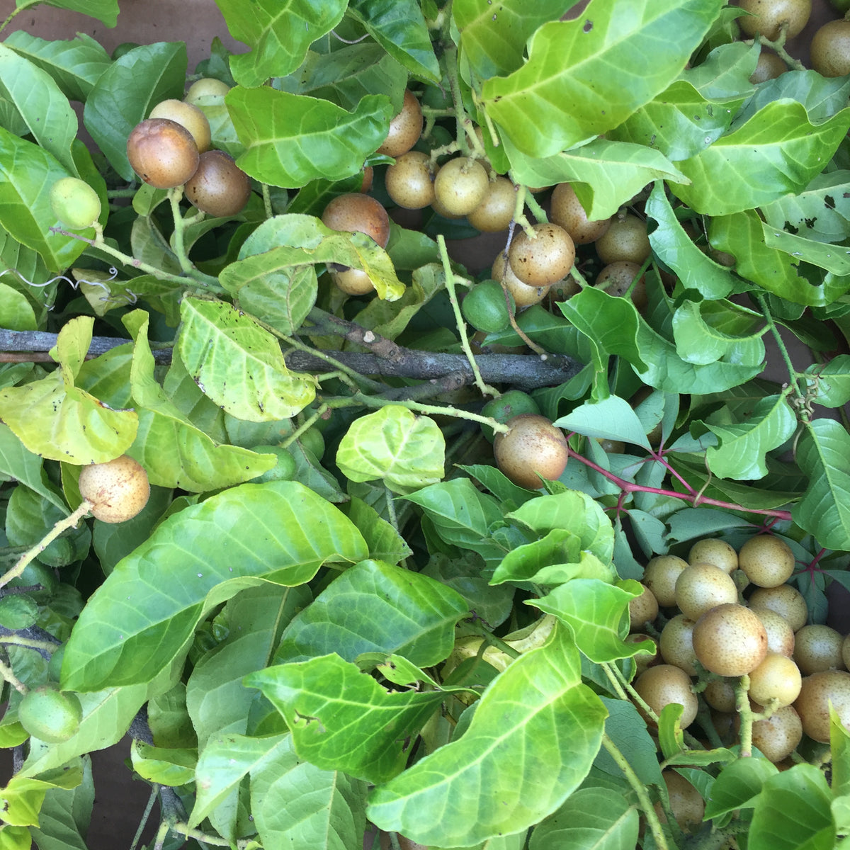 🍊What in the World is a Wompee⁉️ – Miami Fruit