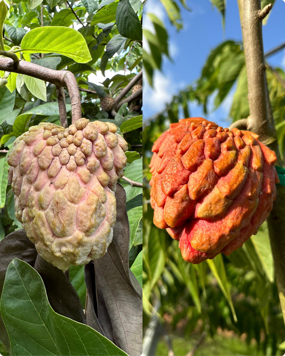 2 Annona varieties that you MUST try! 🤩 – Miami Fruit
