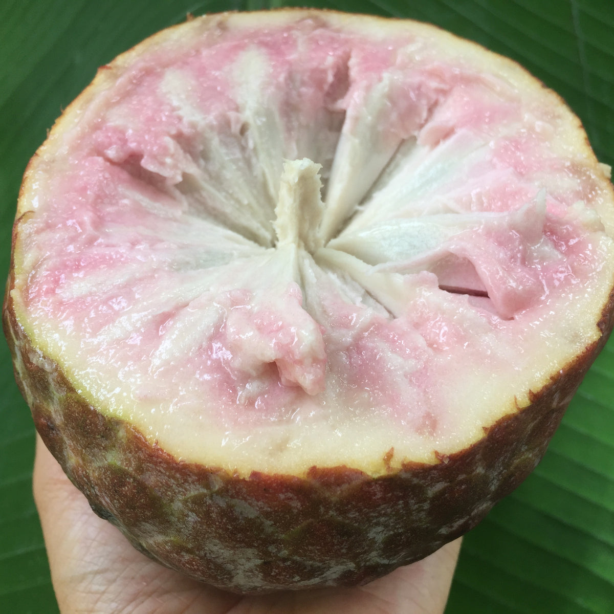 🌈Harvest Update of the week + What's in Season + More!💫 – Miami Fruit