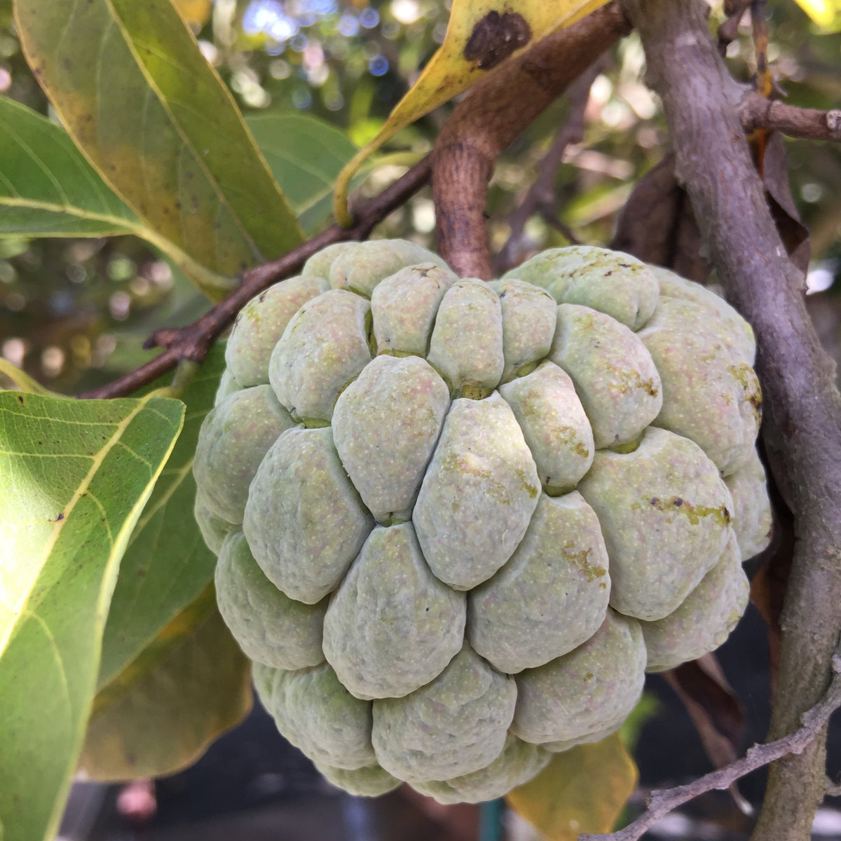 What's in Season for December 🍌 – Miami Fruit
