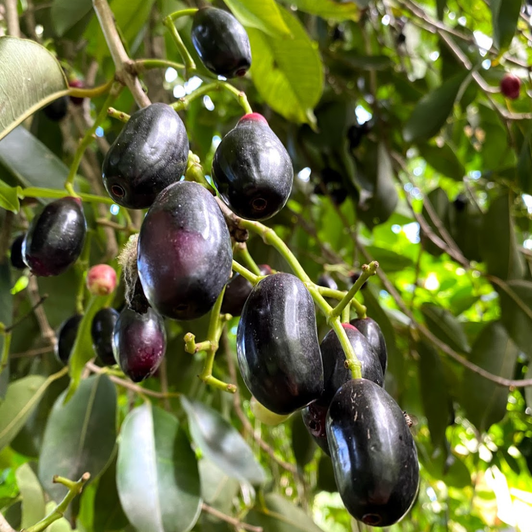 Jamun is now in season! 😍 – Miami Fruit