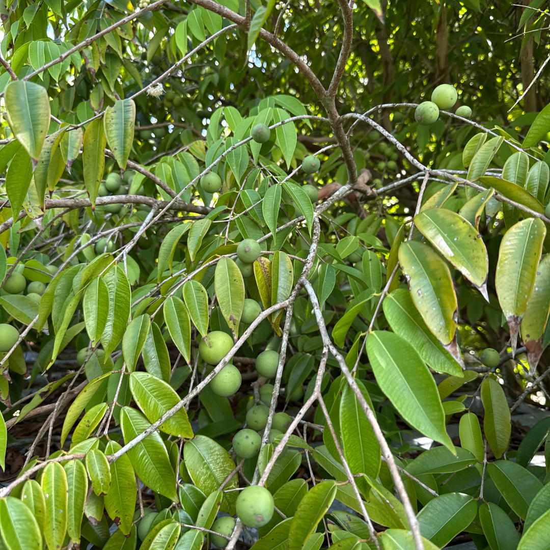 Learn About June Plums 💚 – Miami Fruit