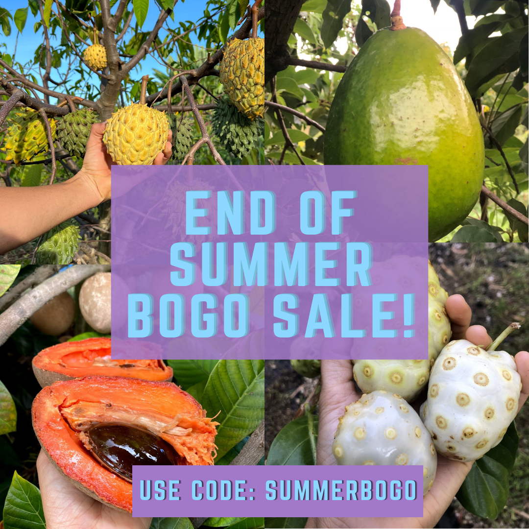 Last Call 📞 End of Summer BOGO Sale ⌛☀️ – Miami Fruit