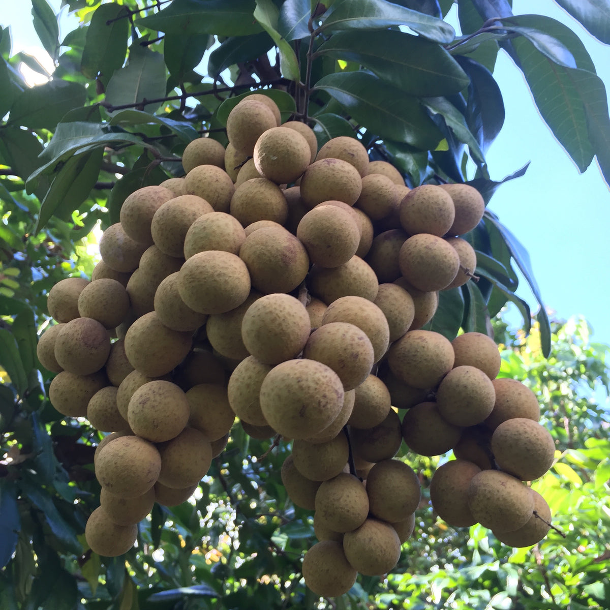 Longan Season Has Arrived In SoFlo 😍 – Miami Fruit