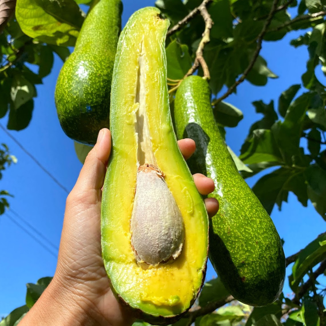 Long Neck Avocados are back! 🦒 – Miami Fruit