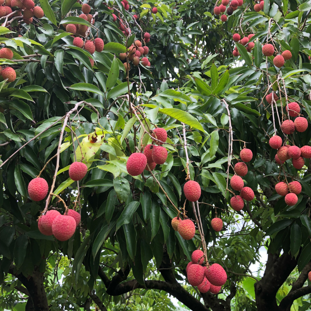 Lychee Pre-Orders are Open! 🍒 – Miami Fruit