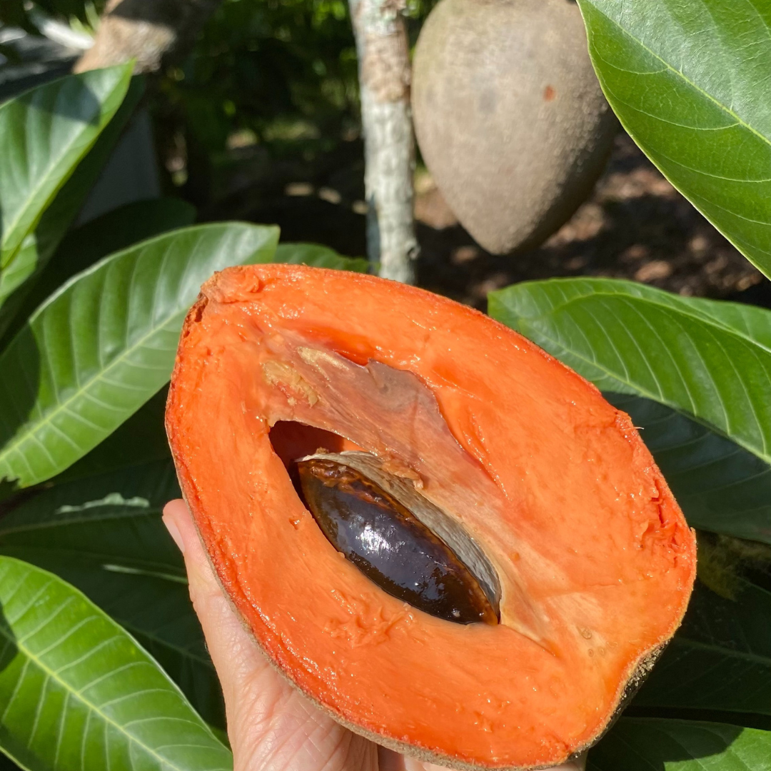 Key West Mamey Sapote Season is Here🧡 – Miami Fruit