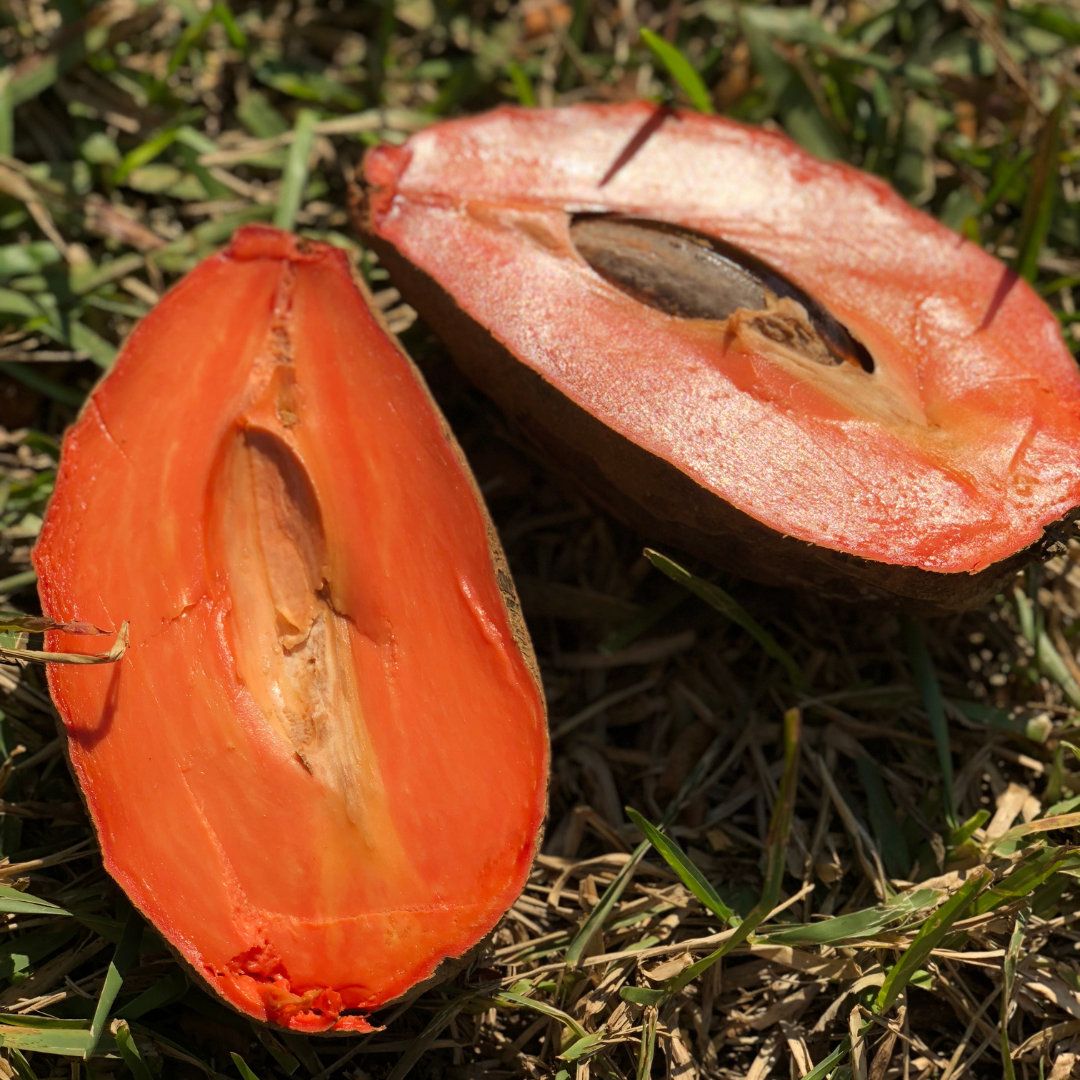 🧡 Fruit of the Week: Mamey Sapote! 🧡 – Miami Fruit