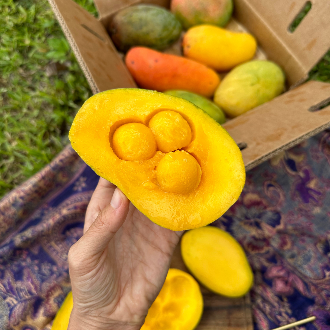 Mango Season is HERE!! 🥳 – Miami Fruit