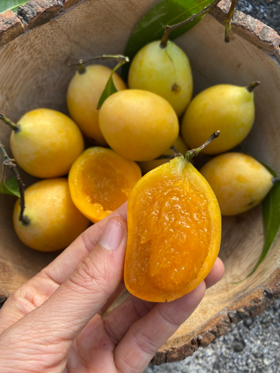 Maprang season is beginning! 🧡 💛 – Miami Fruit