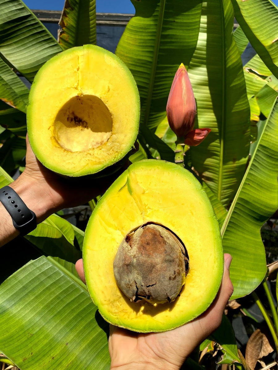 The Marcus Pumpkin Avocado Season Has Returned🎃🥑 – Miami Fruit