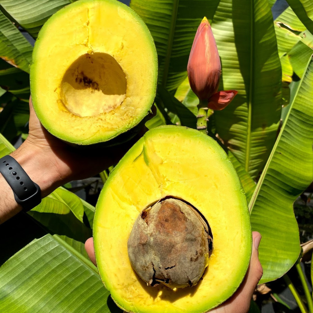 Try the Marcus Pumpkin Avocado 🎃🥑 – Miami Fruit