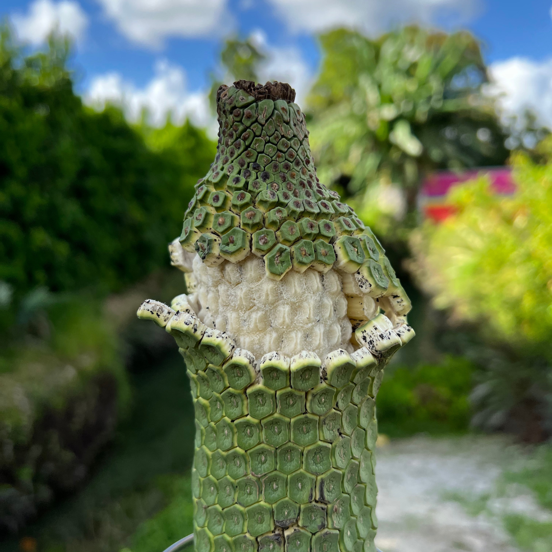 Monstera Deliciosa Season is Peaking💚 – Miami Fruit