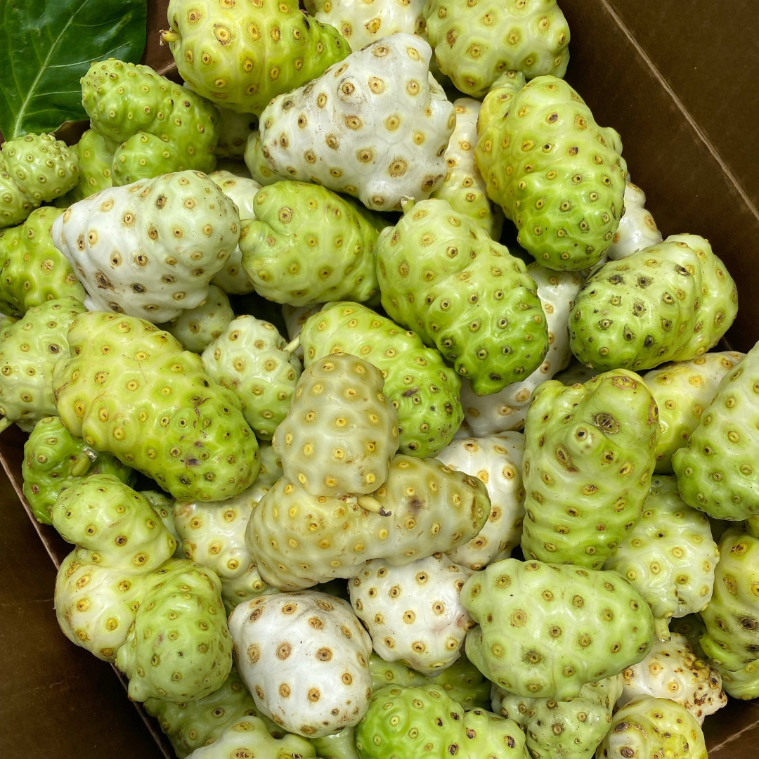 Noni is in season now 💚 – Miami Fruit