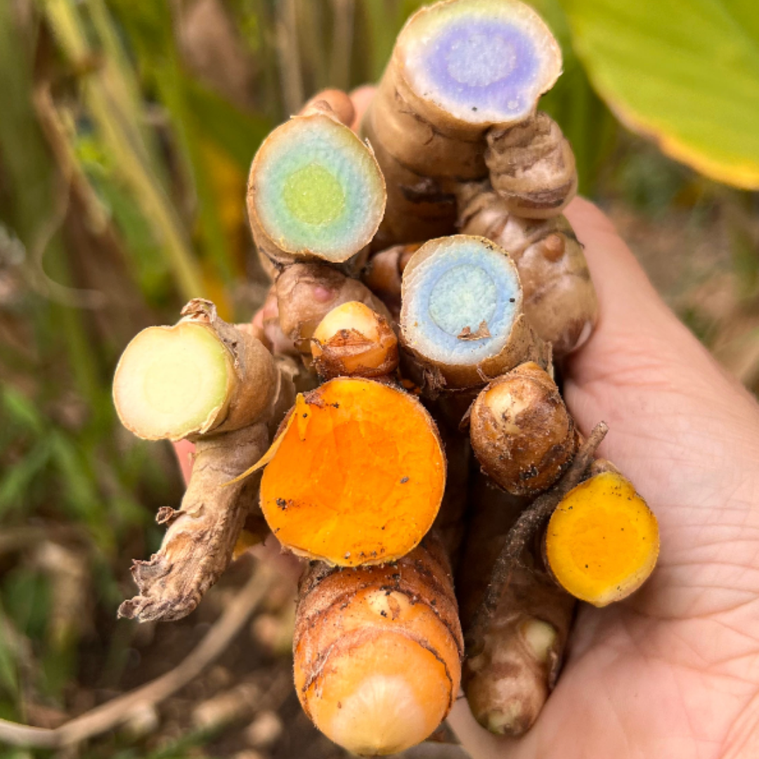 BOGO SALE! Get a FREE Rainbow Turmeric Box with any Variety Box purcha ...