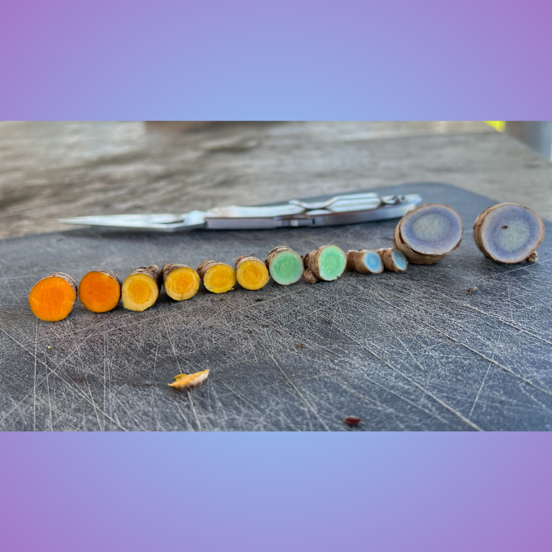Rainbow Turmeric is back! 🌈 – Miami Fruit