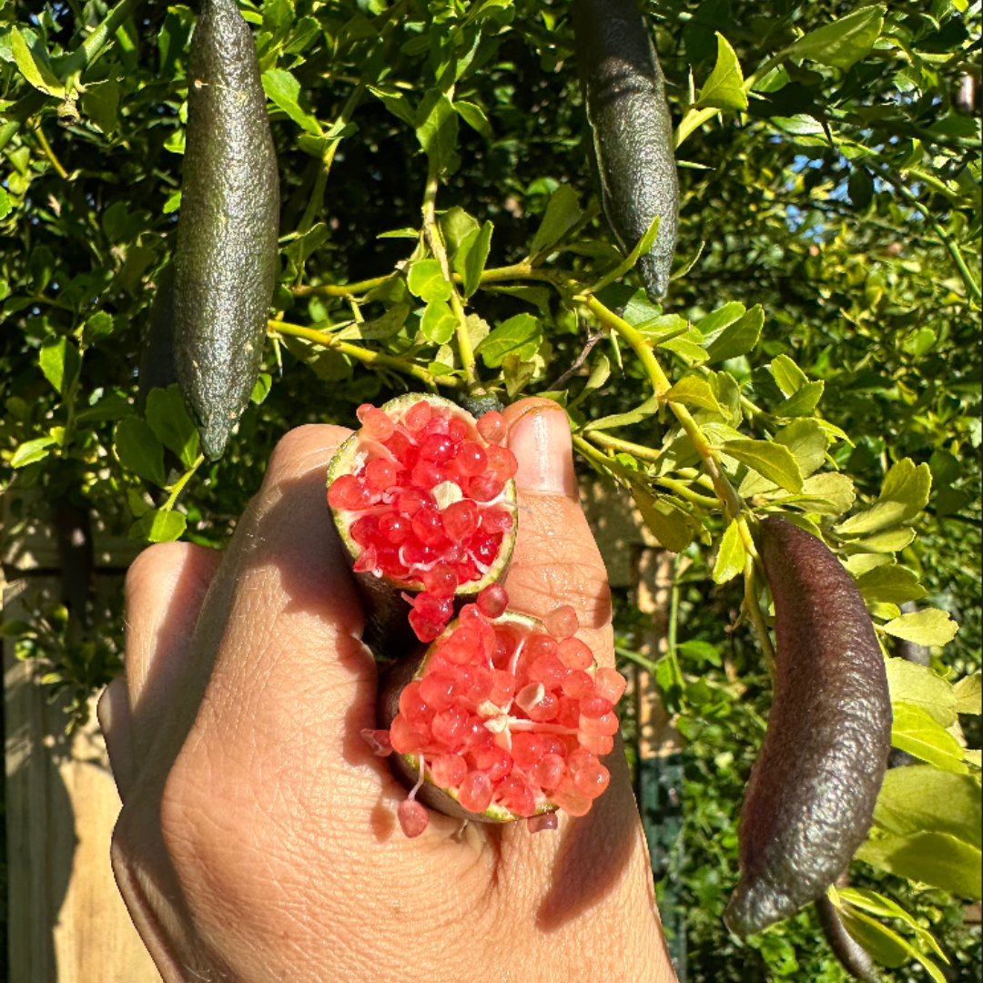 Red Caviar Limes Are Available Now 😍 – Miami Fruit