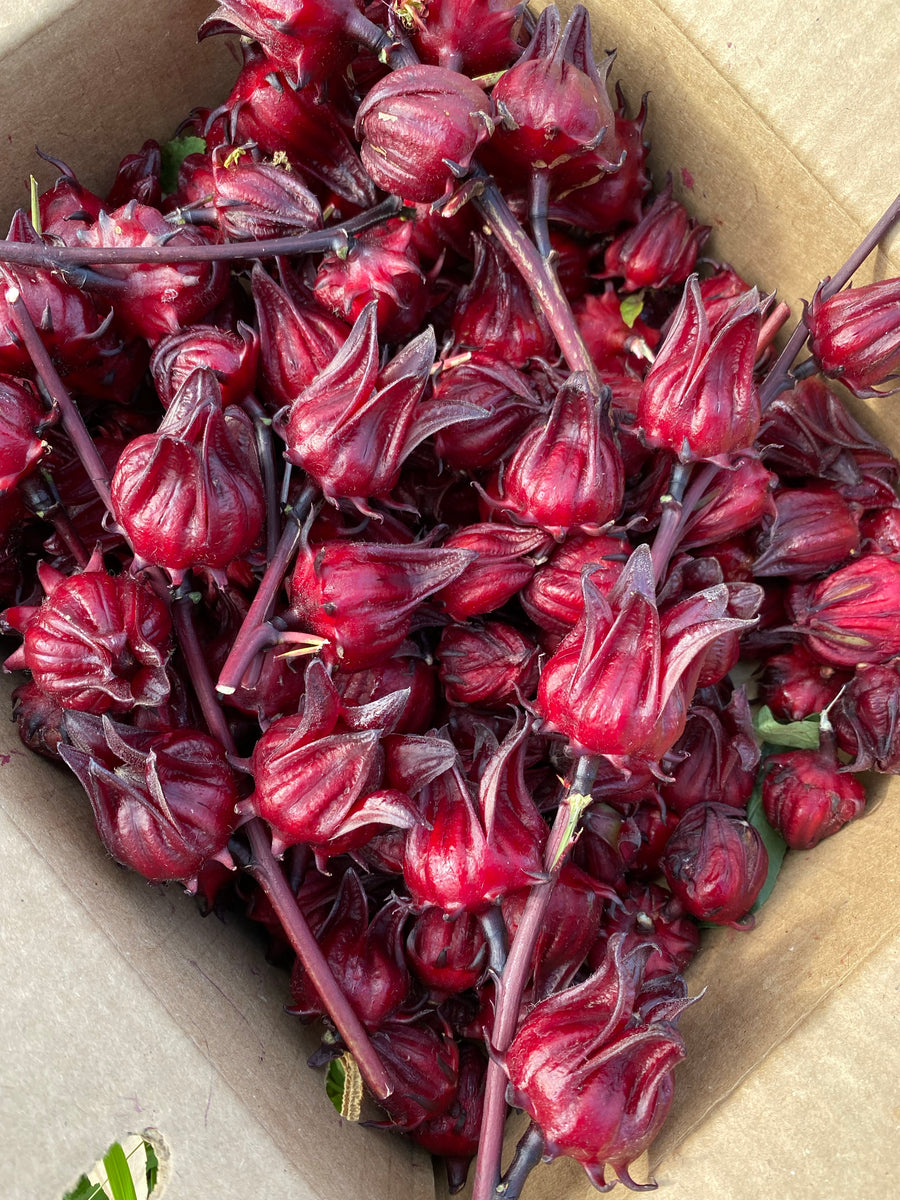 Fresh Roselle Season is here! 🌺 – Miami Fruit