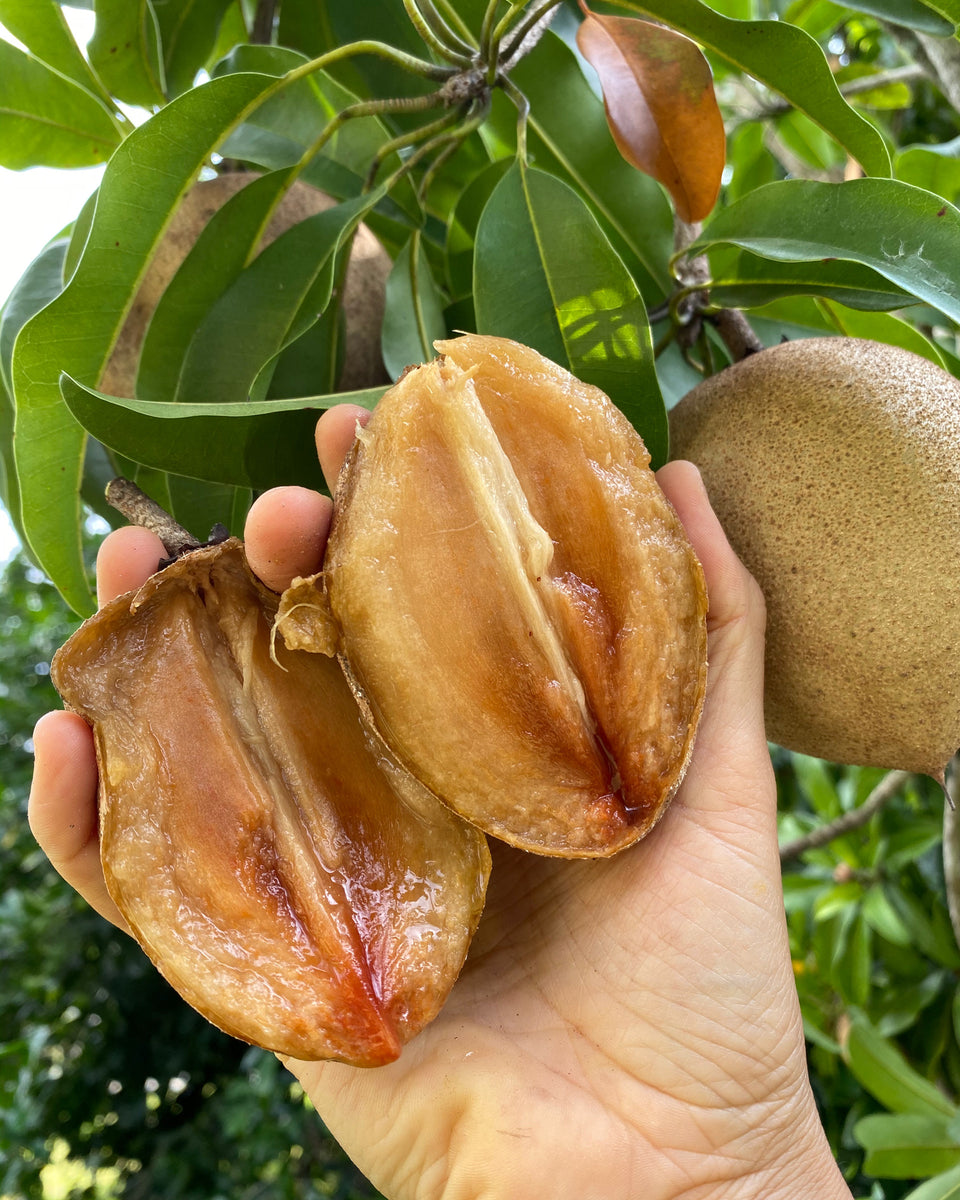 Sapodilla season has made an entrance! 🤩 – Miami Fruit