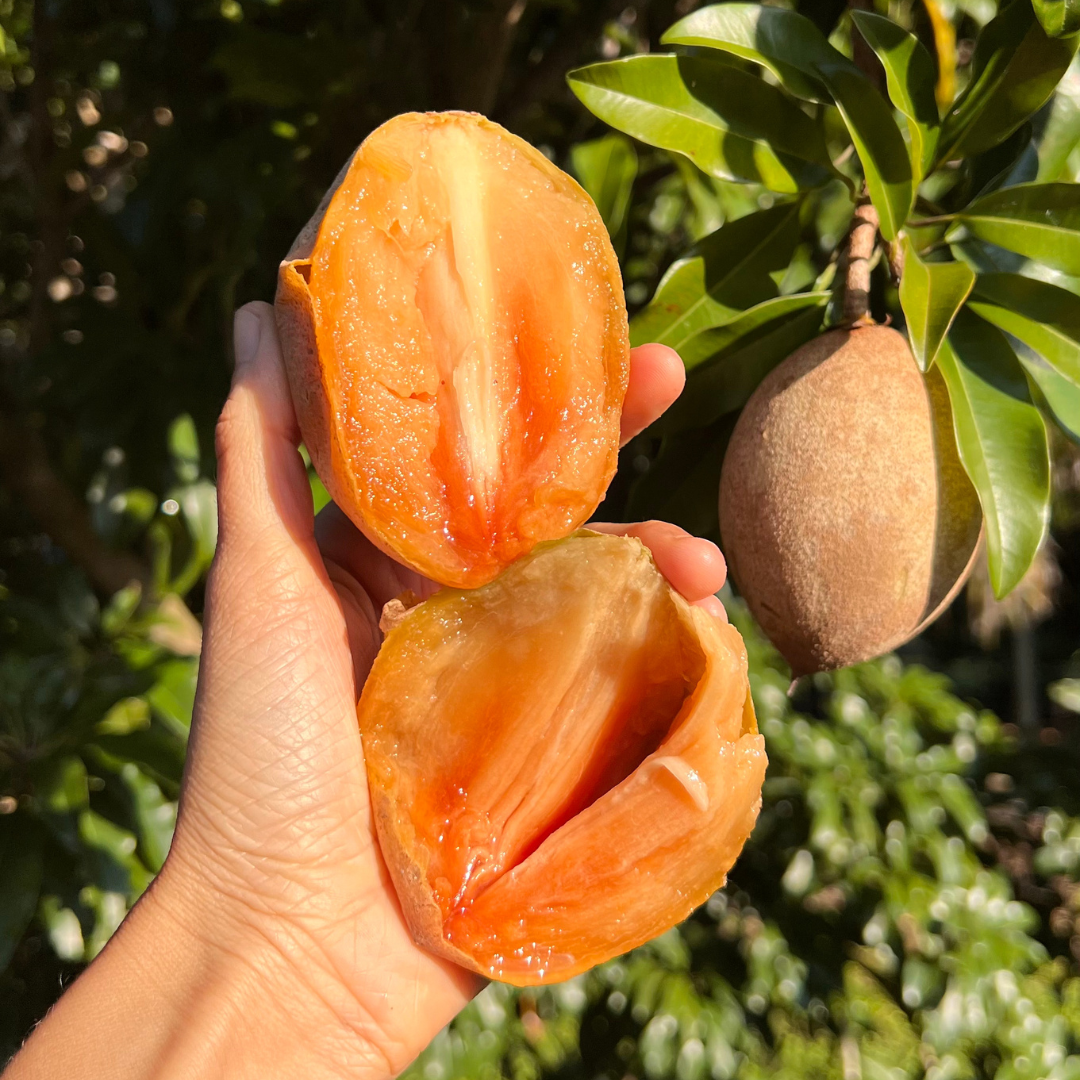 🤎 Fruit of the Week: Sapodilla! 🤎 – Miami Fruit